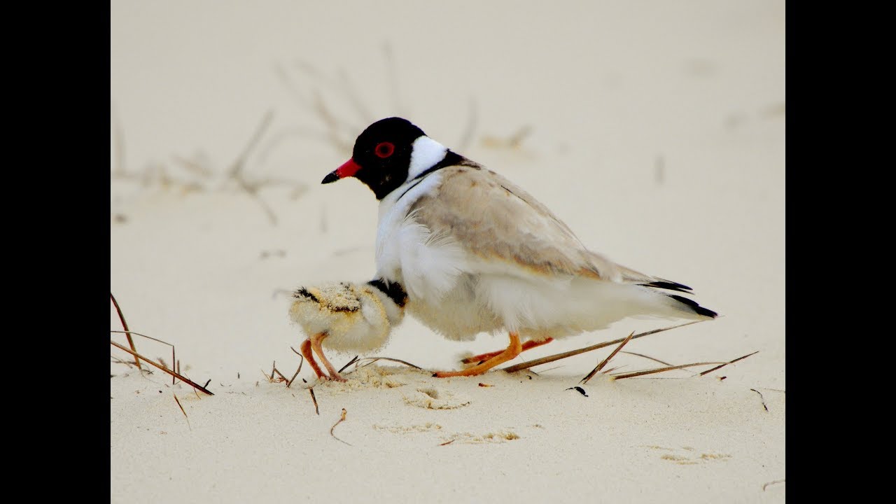 Giving space to our beach-nesting shorebirds - 3 easy tips! - YouTube