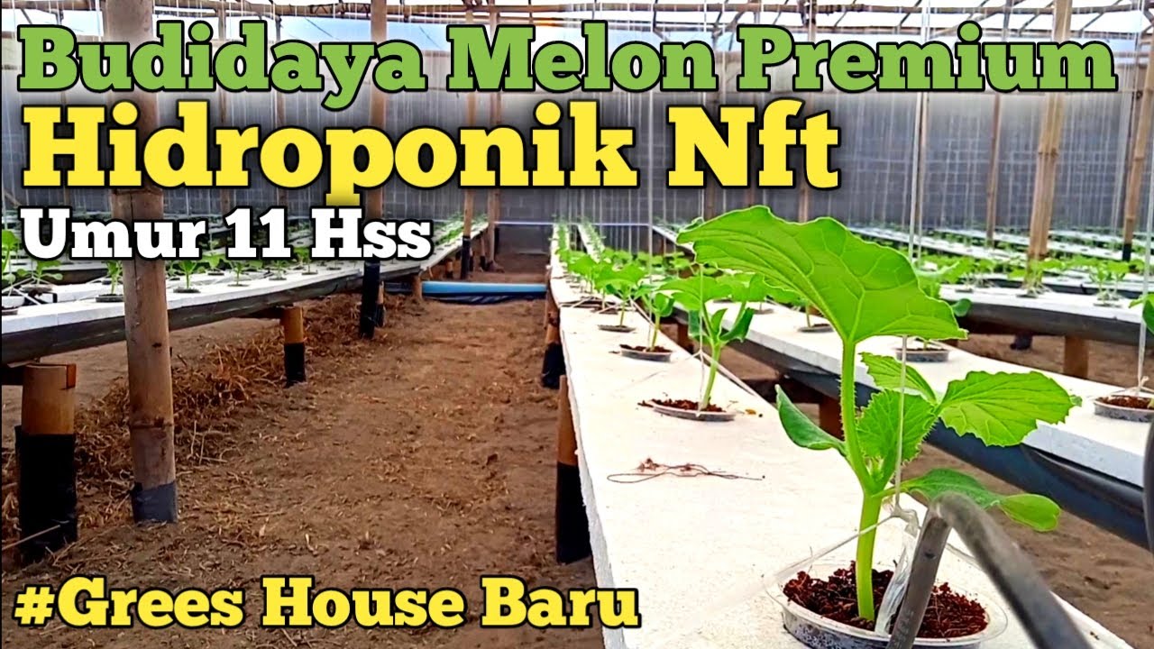 Budidaya Melon Premium Hidroponik Nft - YouTube