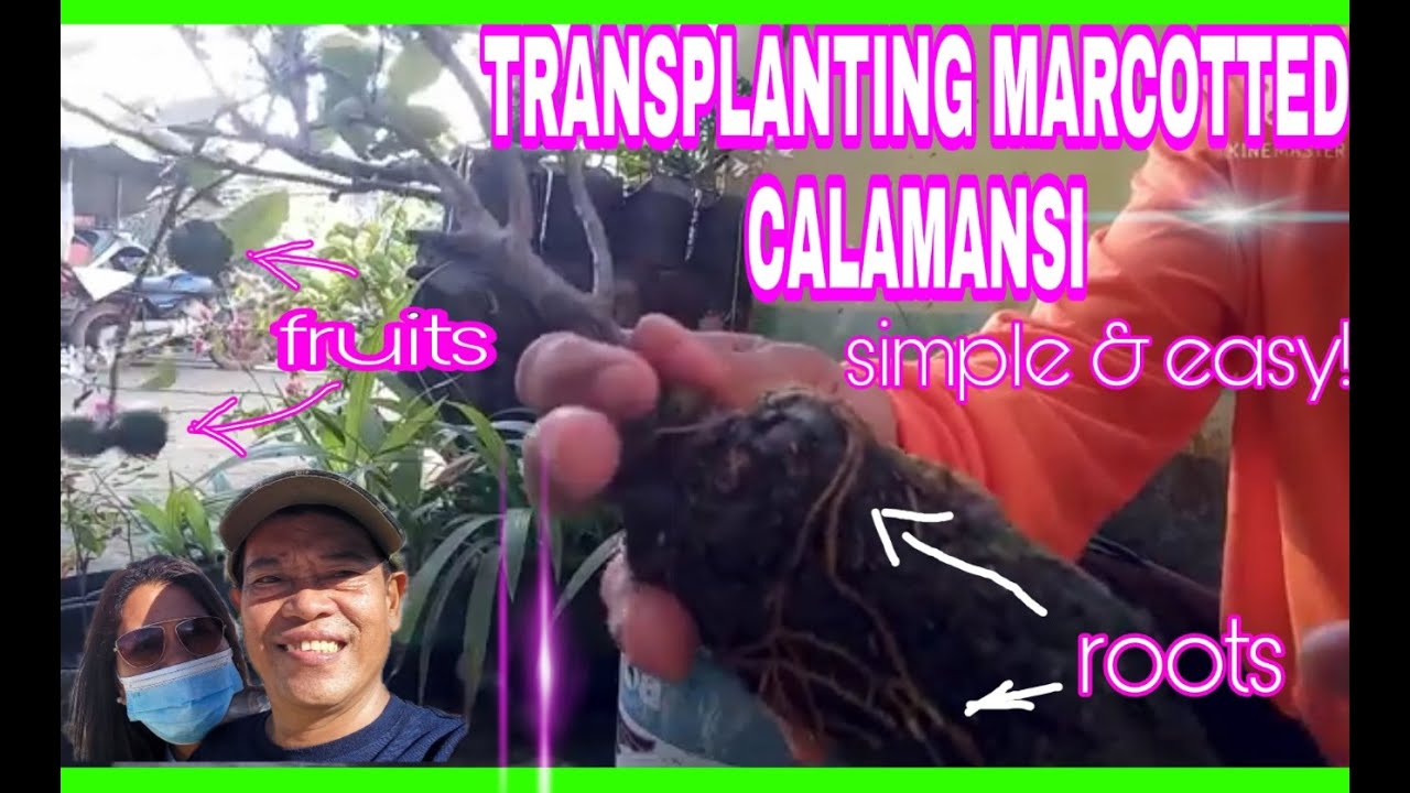 TRANSPLANTING MARCOTTED CALAMANSI TREE - YouTube