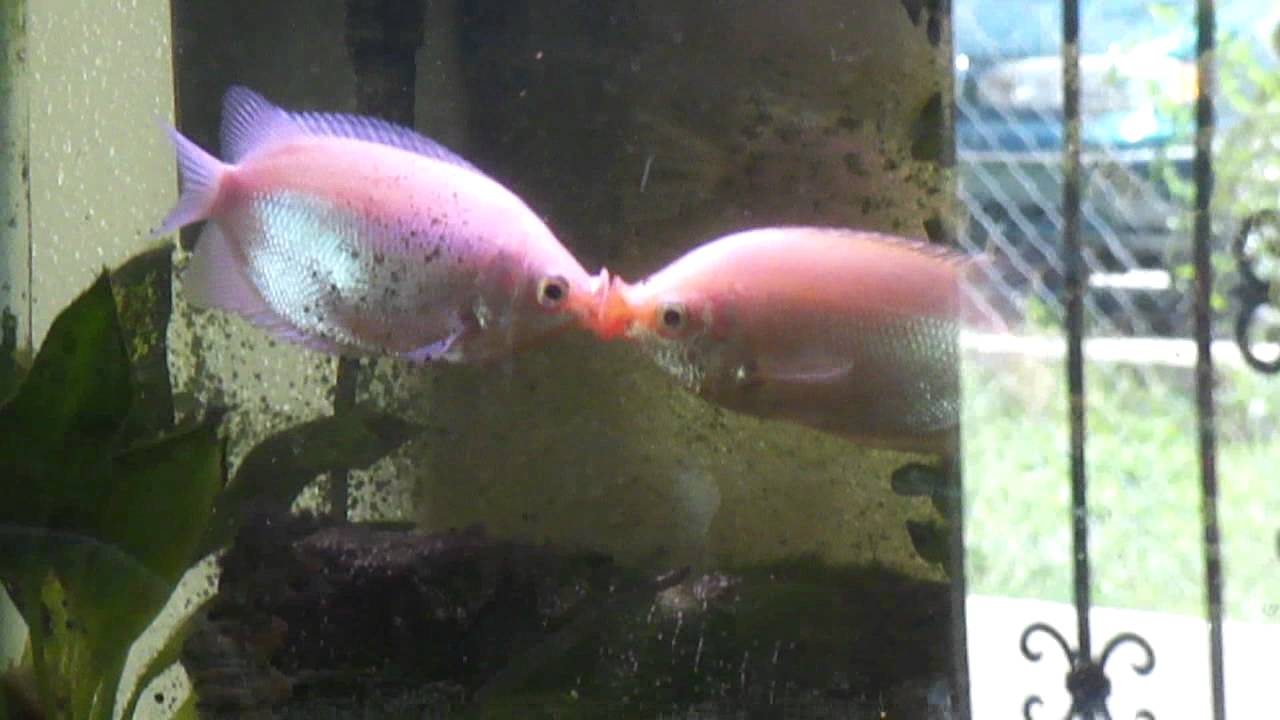 Kissing Fish - YouTube