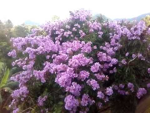 Pu RL Biaksanga phun Chawnpui par... - YouTube