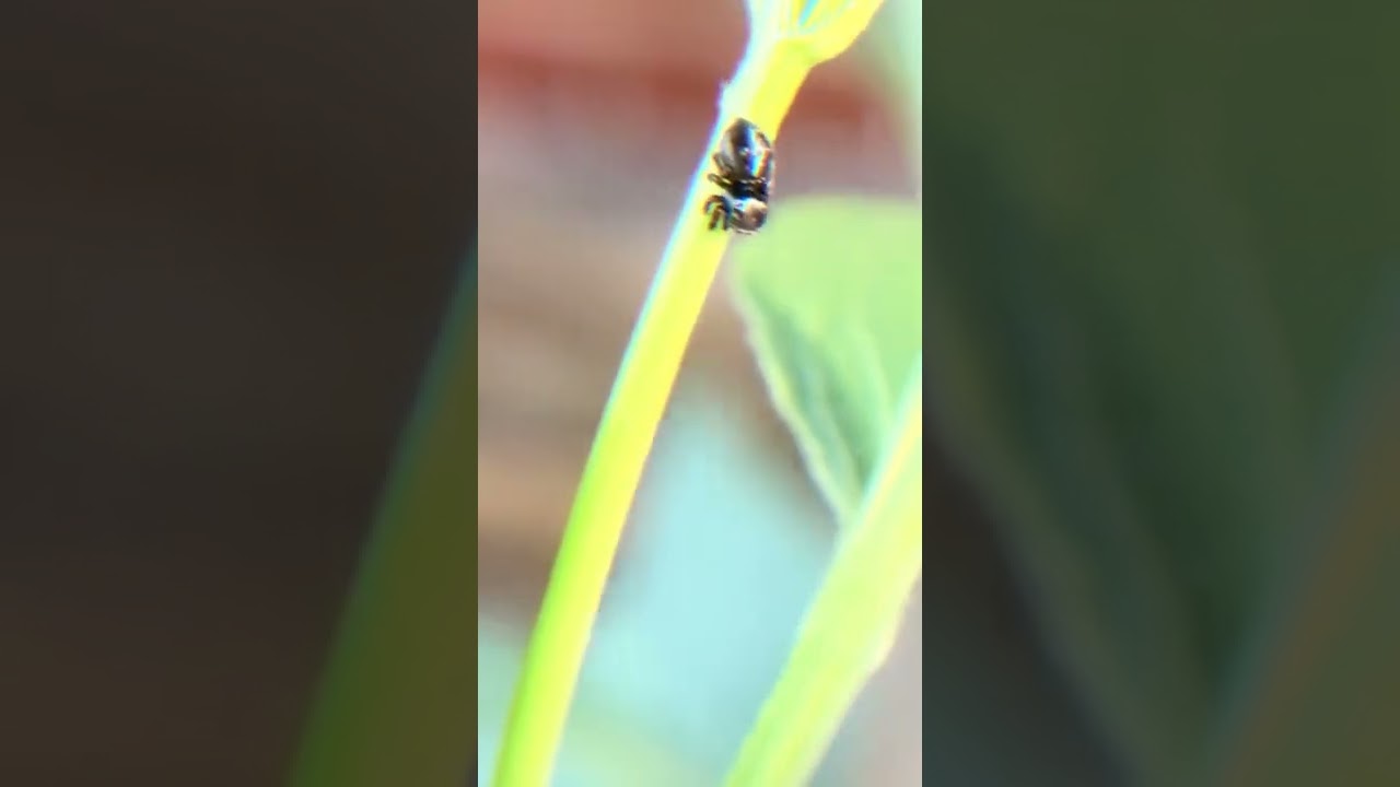 Super tiny Buttonhook Leaf-beetle Jumping Spider - YouTube