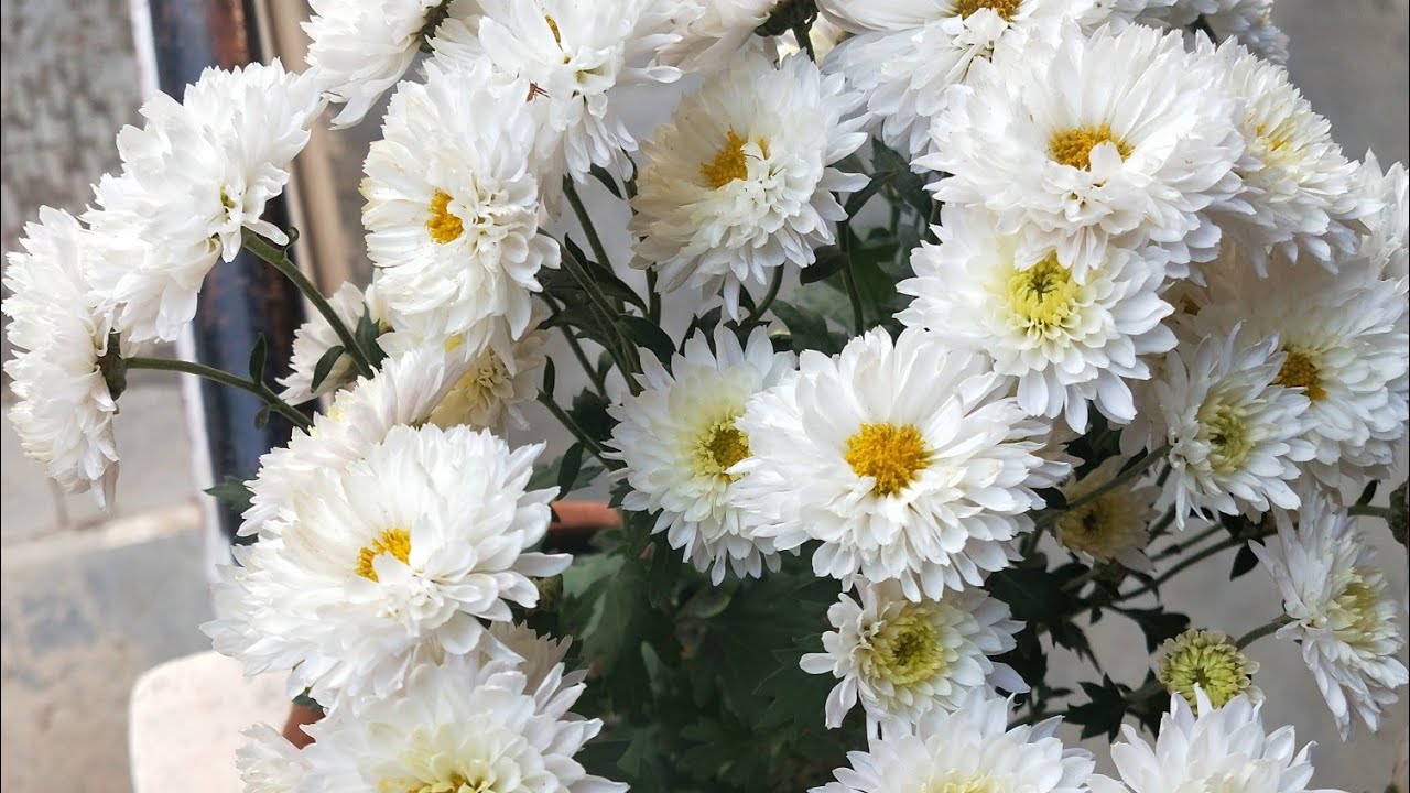 Guldavari Flower Plant & Yellow Rose Flower Plant गुलदावरी का फूल और ...