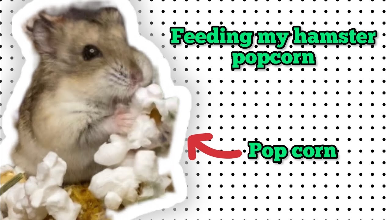 Cute hamster eats Popcorn for first time EVER! - YouTube