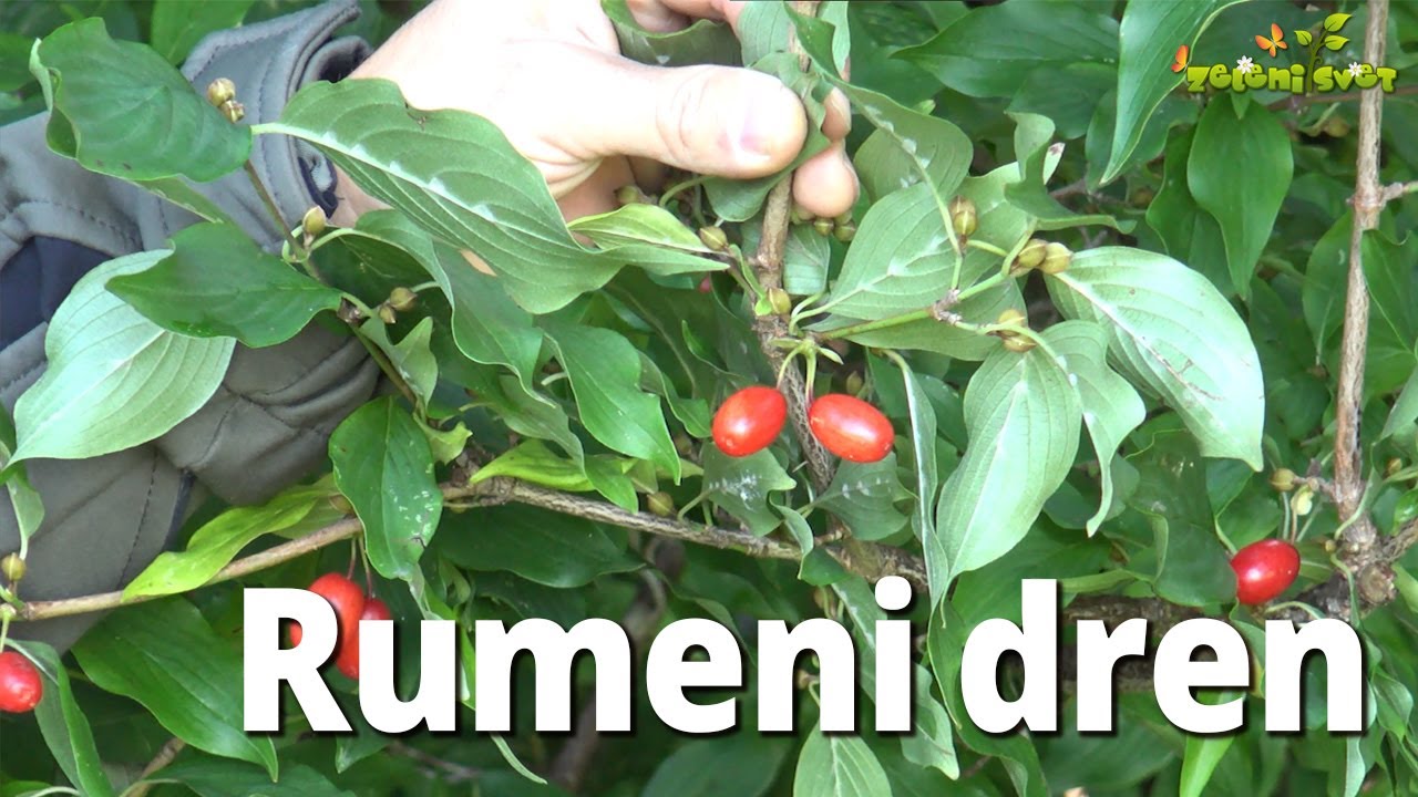 Rumeni dren - YouTube