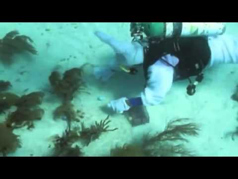 Easter Bunny scuba dives underwater! - YouTube