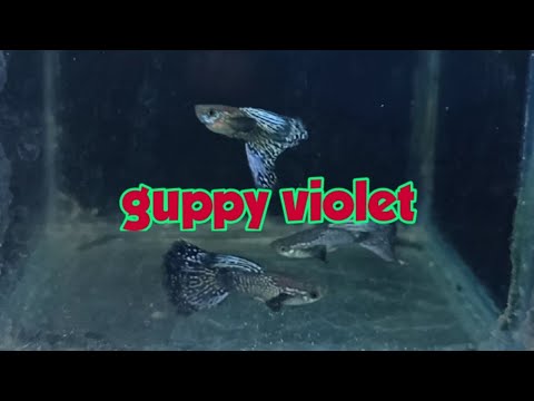 Guppy violet - YouTube