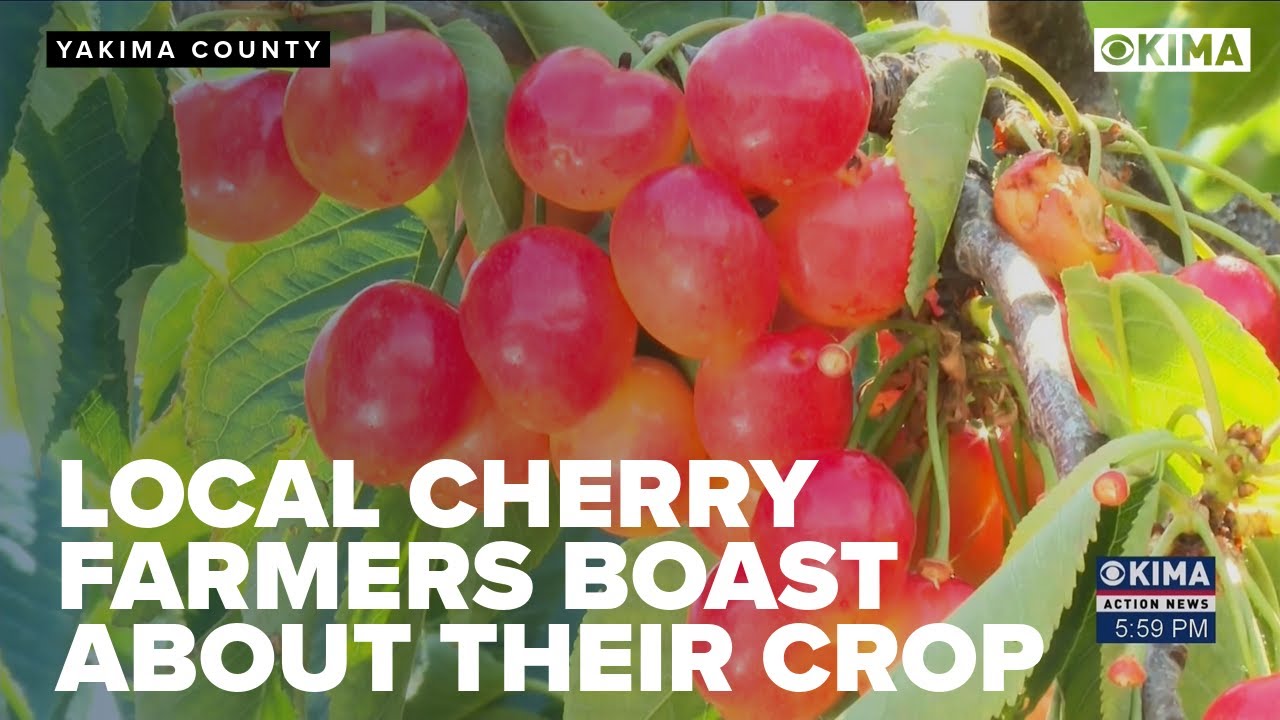 Local Cherry Farmers Boast About Their Crop - YouTube