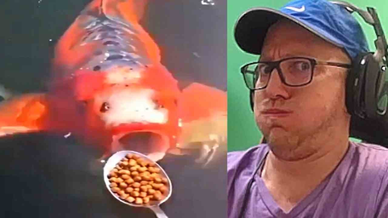 SPOONFED... FISH? - Reddit Show - YouTube