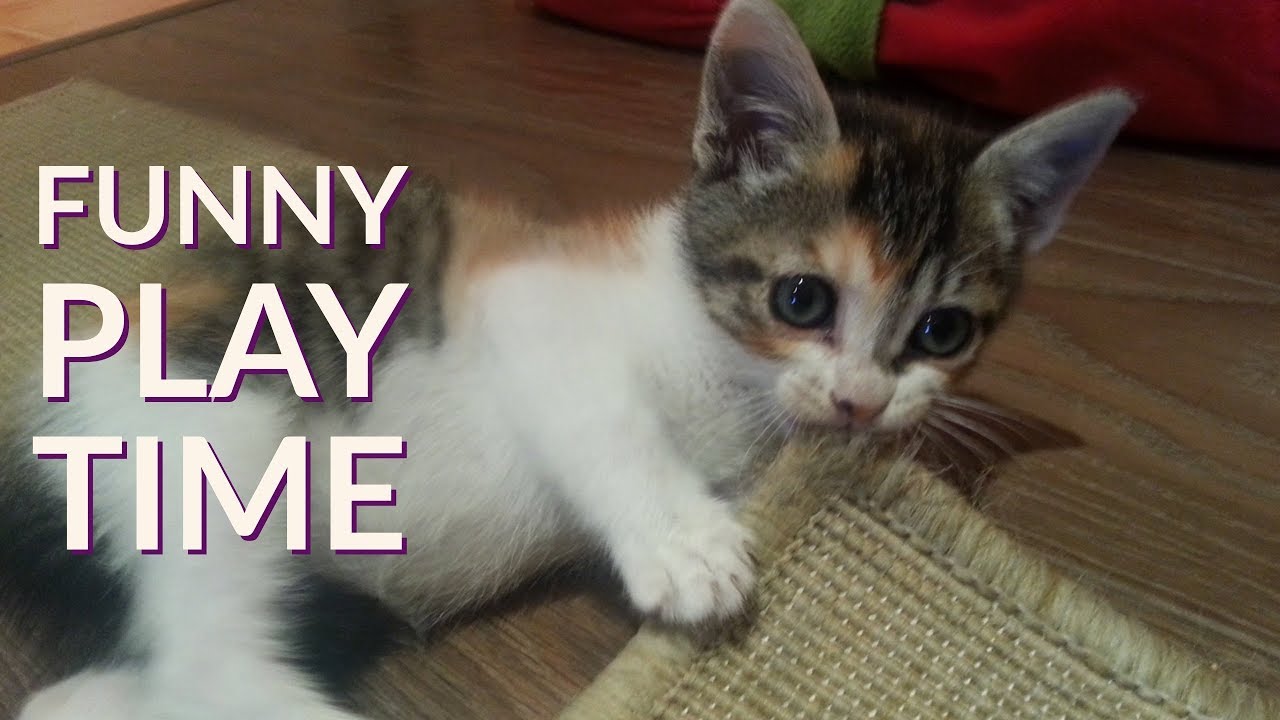 CUTE CATS VIDEO 9 - FUNNY PLAY TIME - YouTube