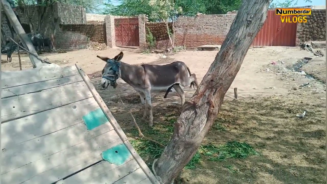 donkey matching video 33 | horse breeding | donkey matching 2022 ...