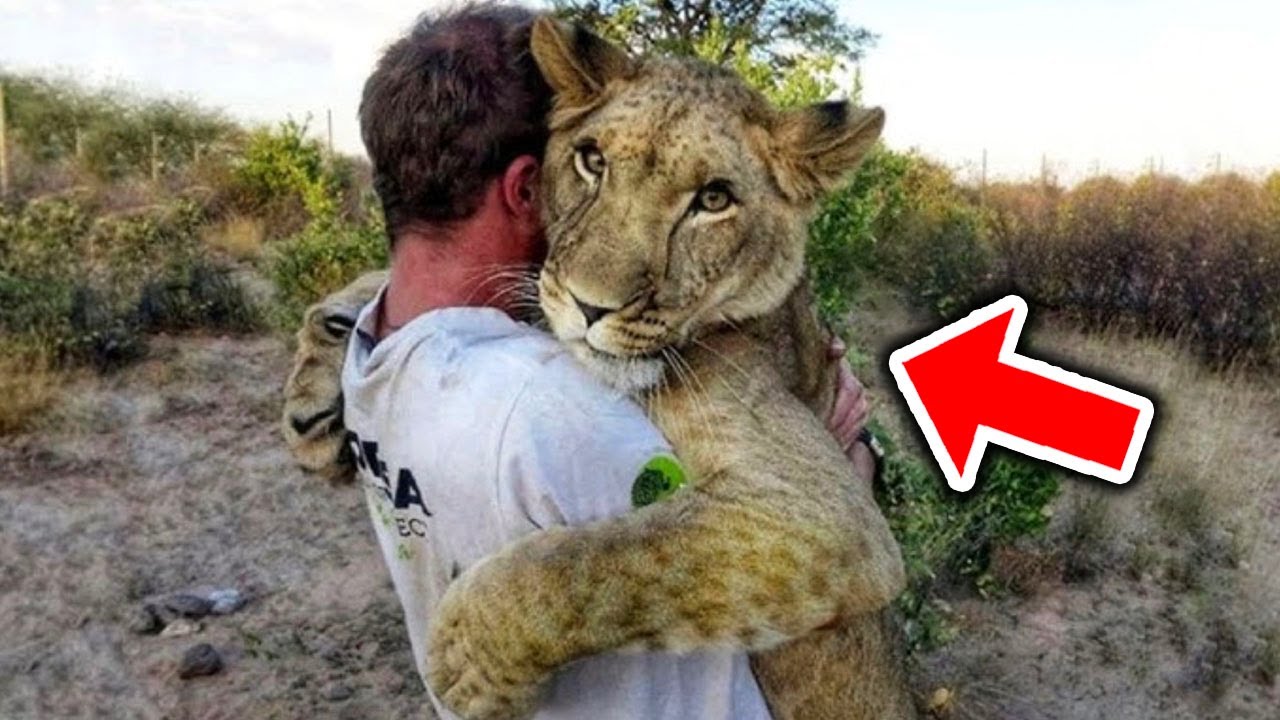 This Man Rescued A Lioness Then 7 Years Later, She did Something ...