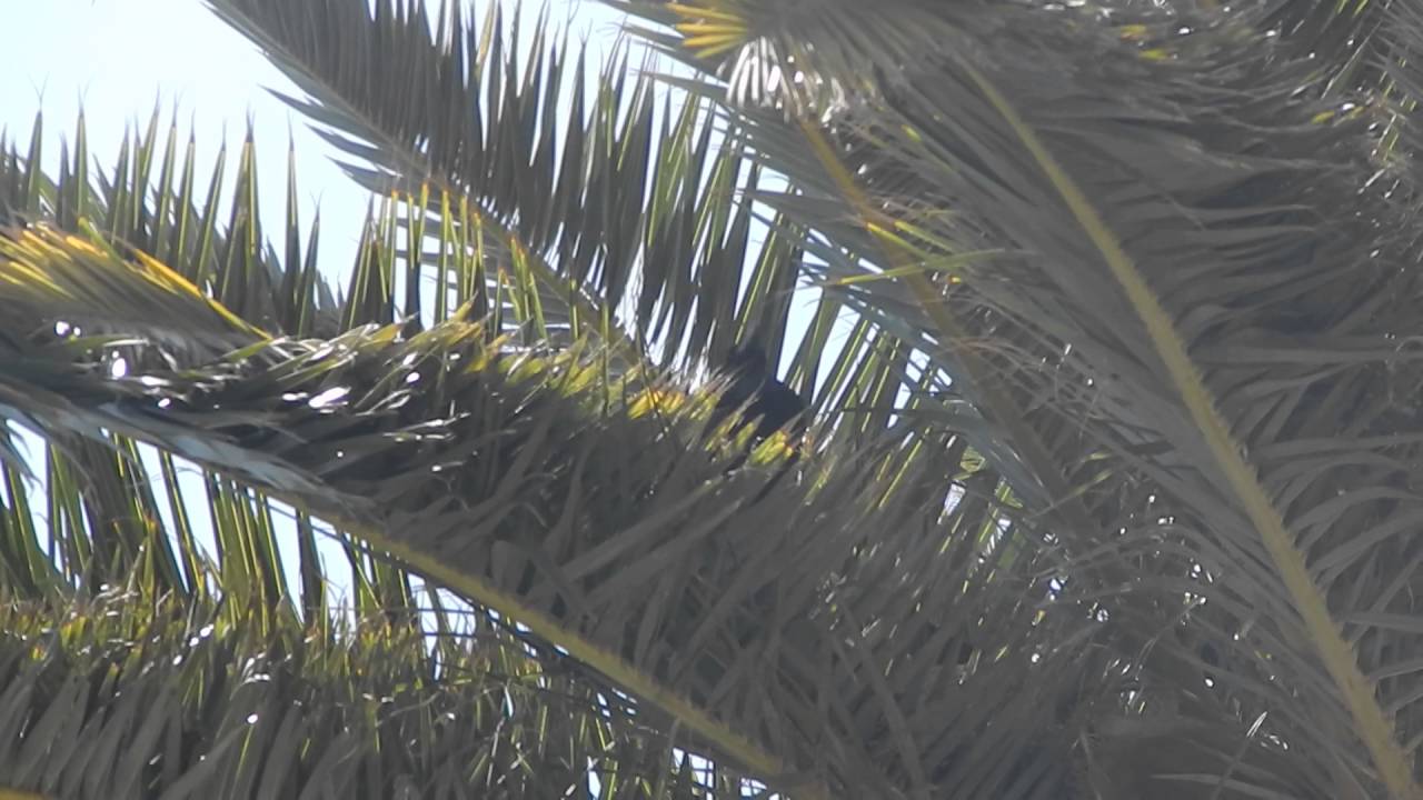 Mockingbirds dive bomb Crow - YouTube