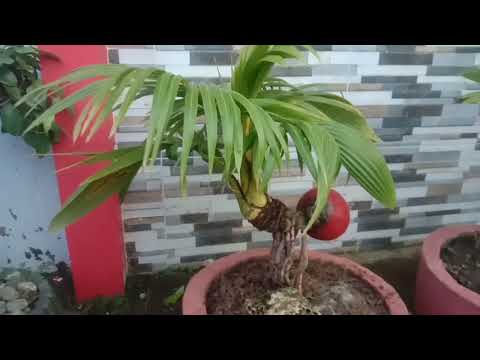 aneka macam bonsai kelapa unik dan cantik... yang bikin penasaran