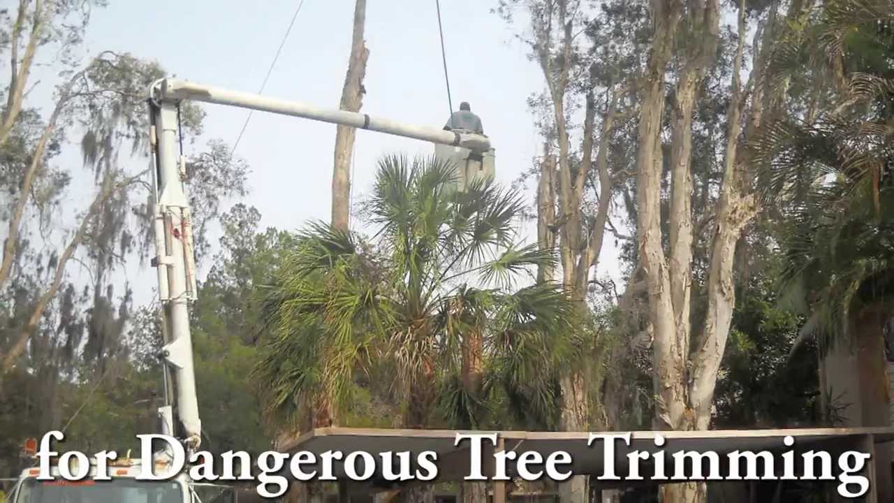 Licensed and Insured Tree Service for Dangerous Tree Trimming or Tree ...