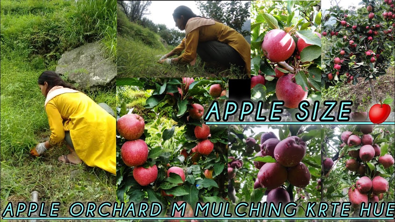 Apple orchard m fruit size increase or achi quality k liye jururi kam ...