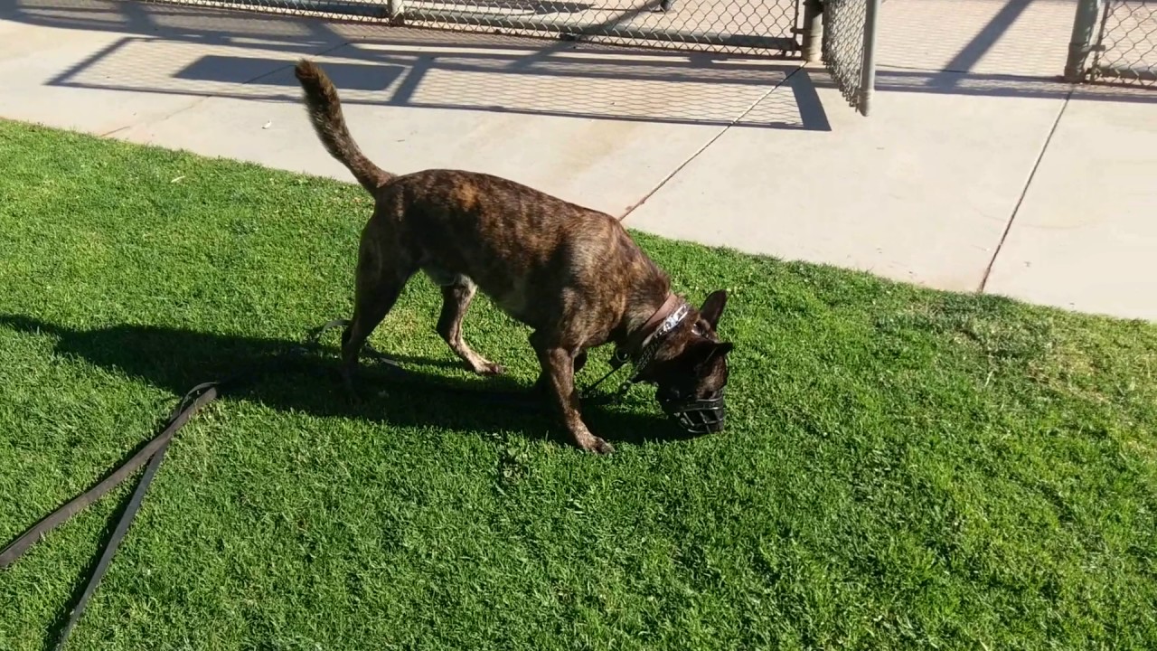 Aero: Severe Dominant Aggressive Dutch Shepherd.... - YouTube