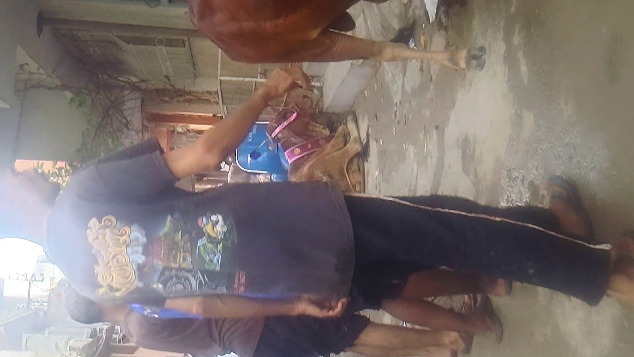 Cowwww beast video.... - YouTube