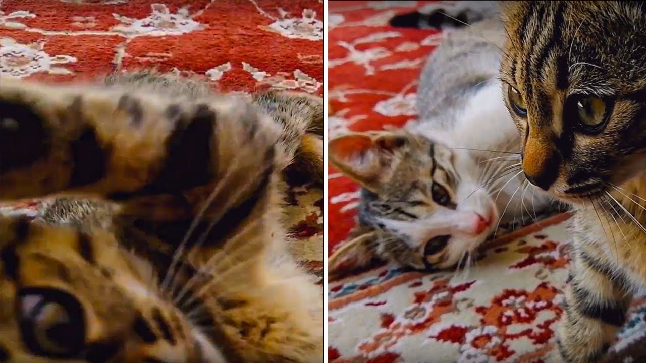 cute and playful cats | funny game of kittens | Cats play together ...
