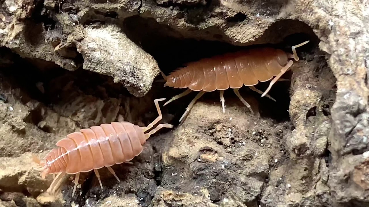 Isopods fight over hiding spot - YouTube