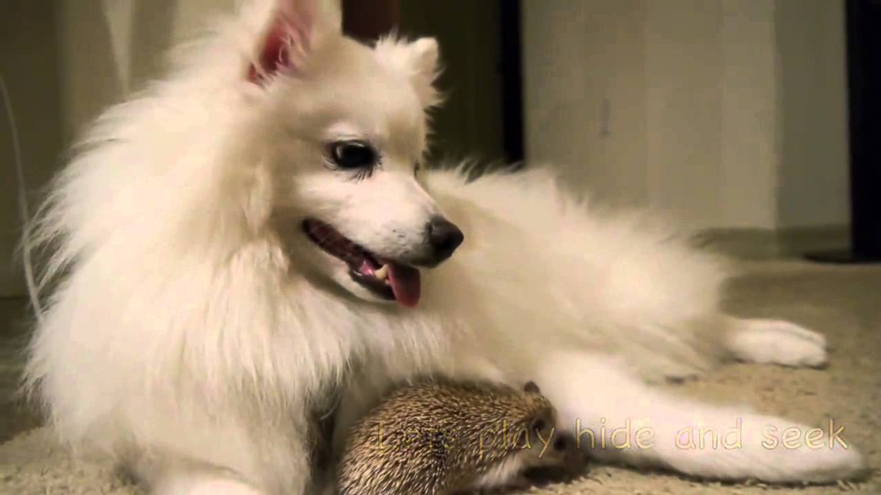 Dog and hedgehog are best friends - YouTube