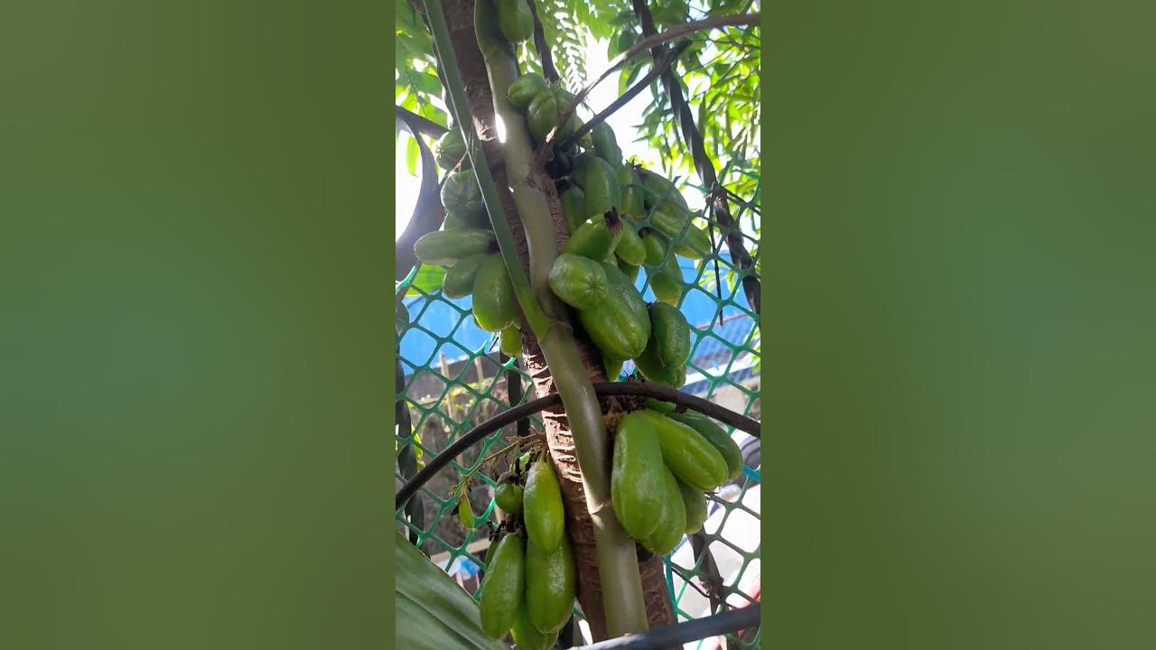 ang aming maliit na puno ng kamyas di nawawalan ng bunga🥰🥰 - YouTube