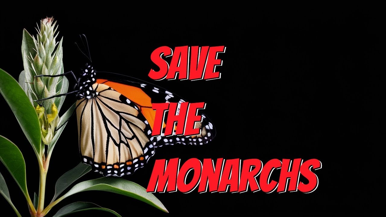 Monarch Butterflies Are DISAPPEARING Due To Harmful Chemicals - YouTube