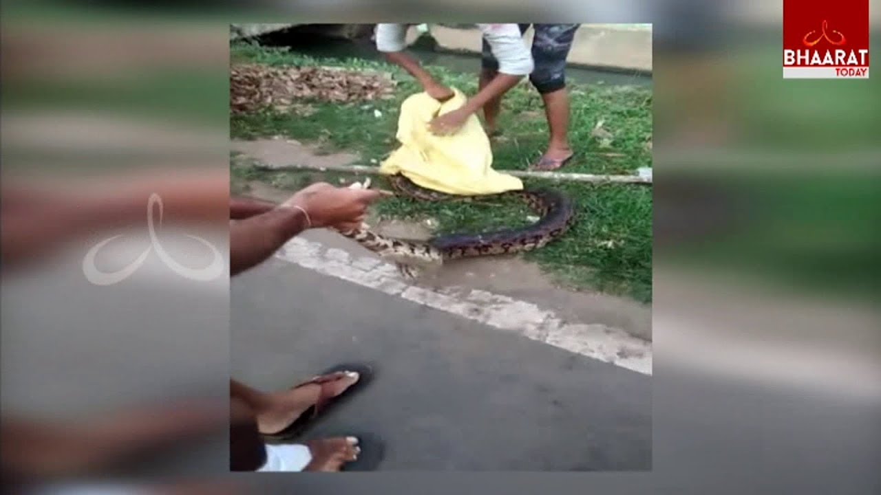Python Snake Hulchul In Vijayawada | Kondachiluva in Vijayawada ...