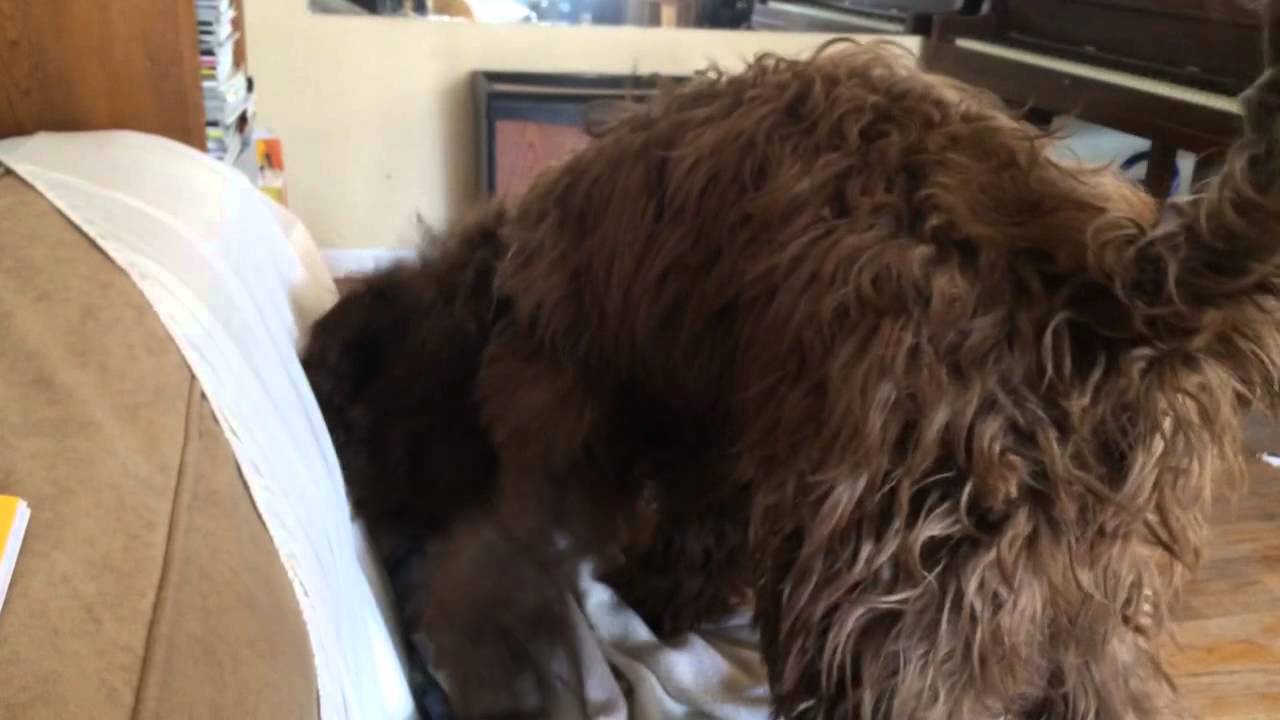 Burying the pig ear - YouTube