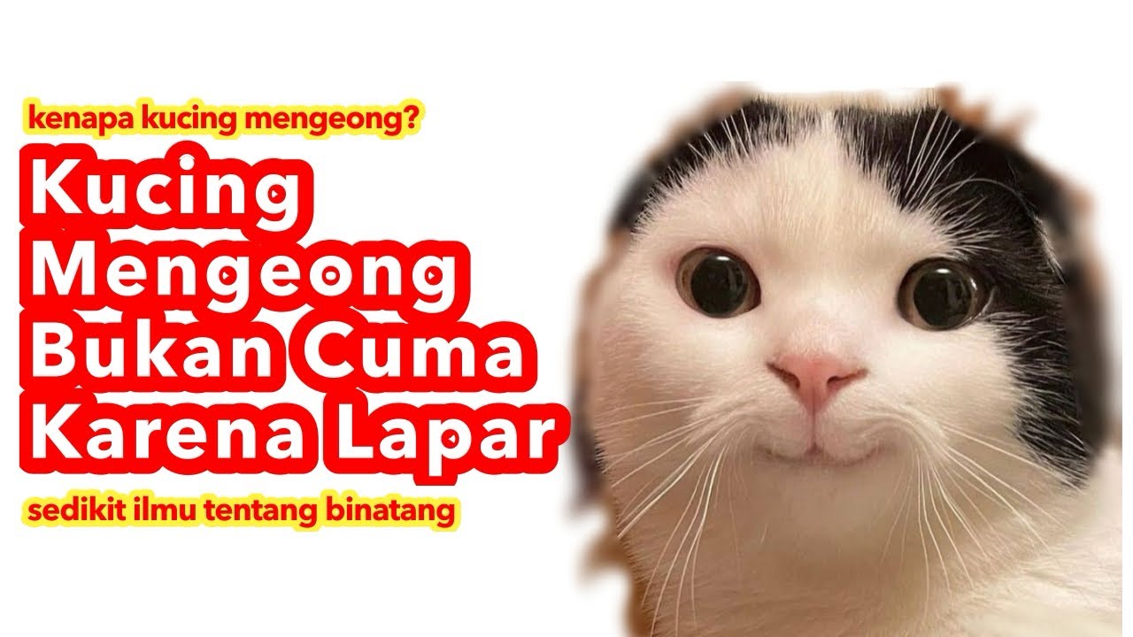 Kucing Mengeong Ternyata Punya Banyak Makna - Fakta Menarik Tentang ...