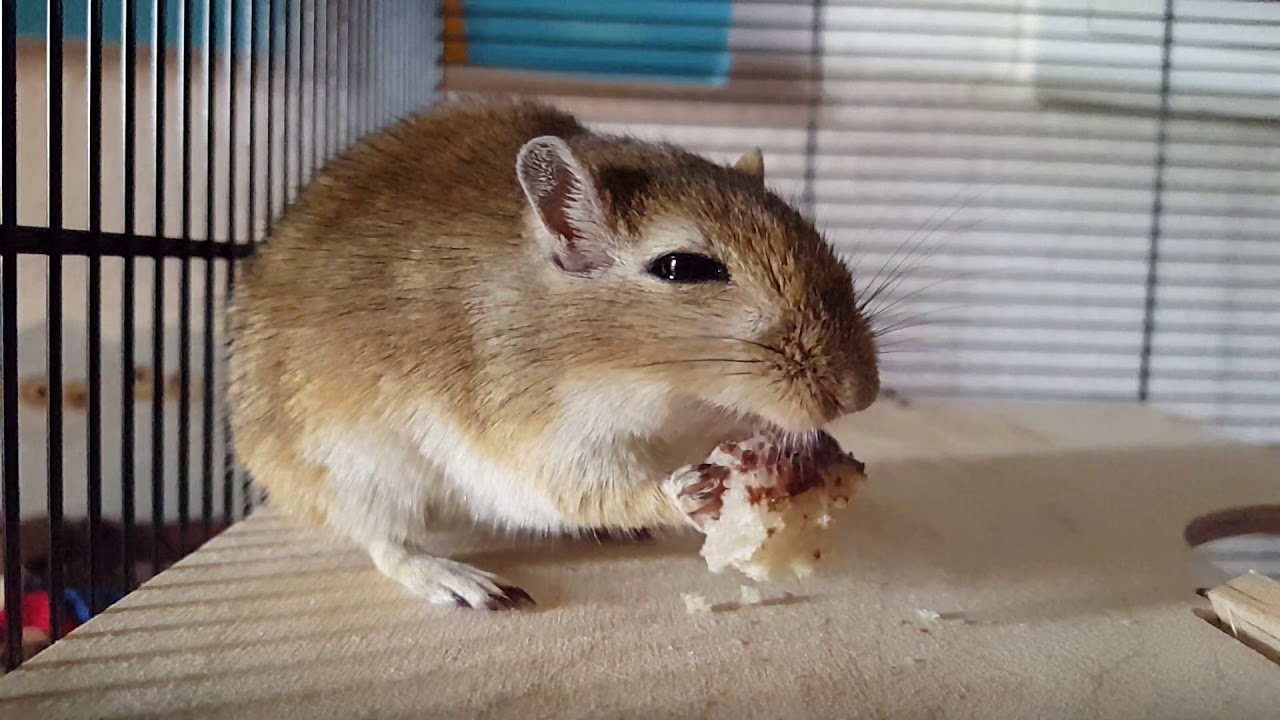 (Close-up) Gerbil eating in the small summer cage - YouTube
