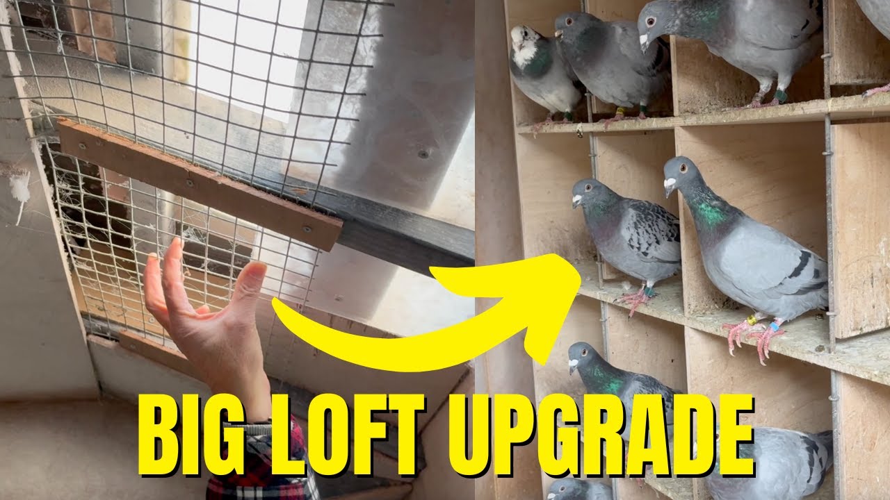 HOW TO UPGRADE Your Racing Pigeon Loft (TIPS & TRICKS) - YouTube