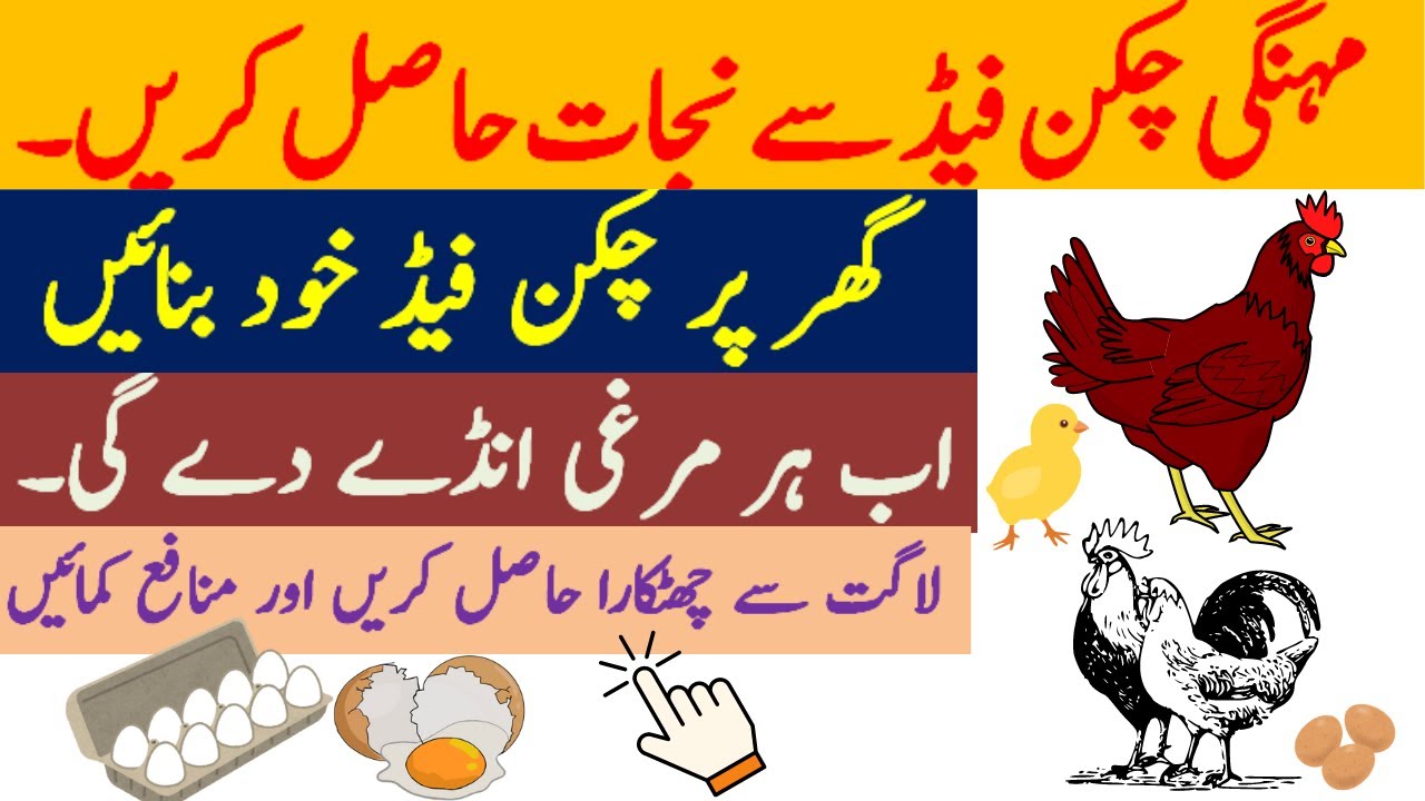 golden misri hen farming in pakistan || hen farming in pakistan - YouTube