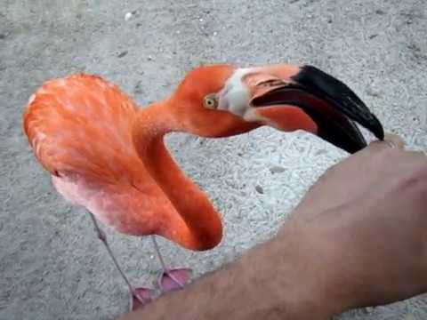 Flamingo Attack at Busch Gardens (OK maybe just OCD) - YouTube