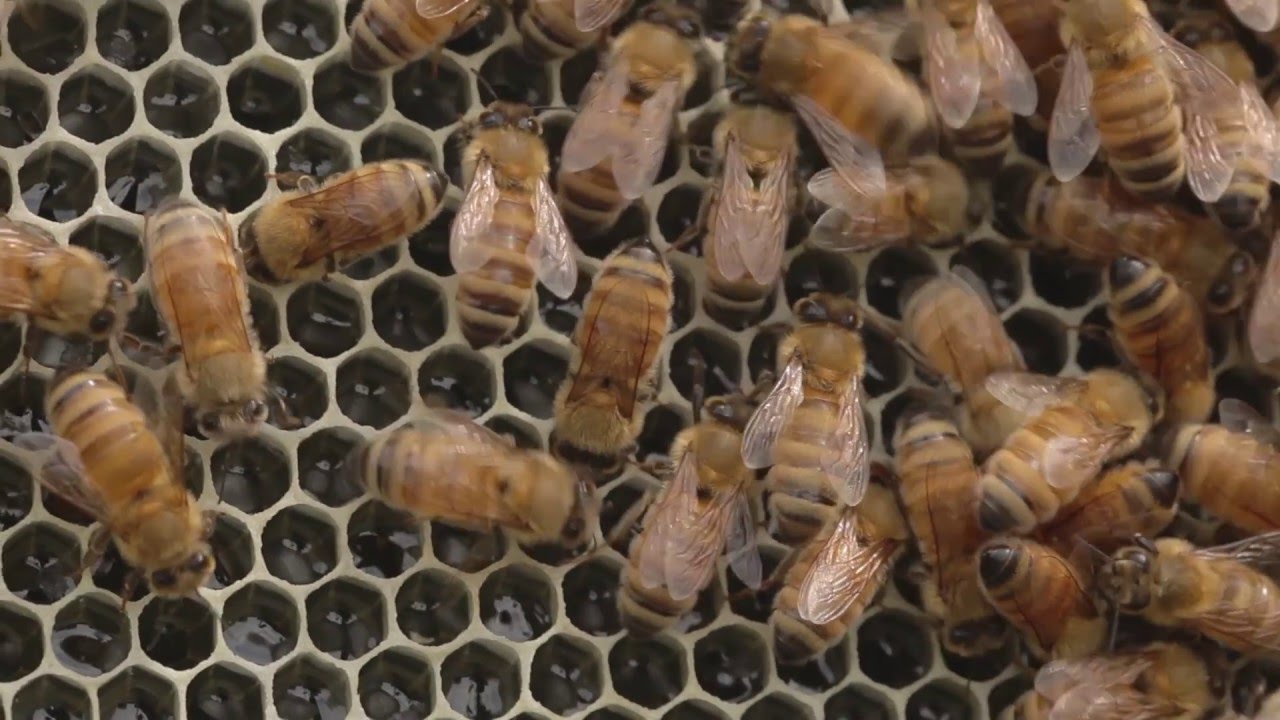 Midlands Honey short - YouTube