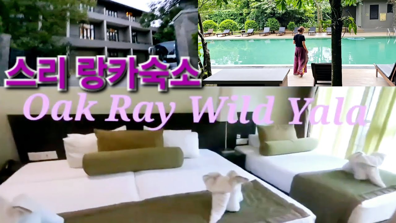 오크 레이 와일드 얄라#Oak Ray Wild Yala #스리랑카여행 - YouTube