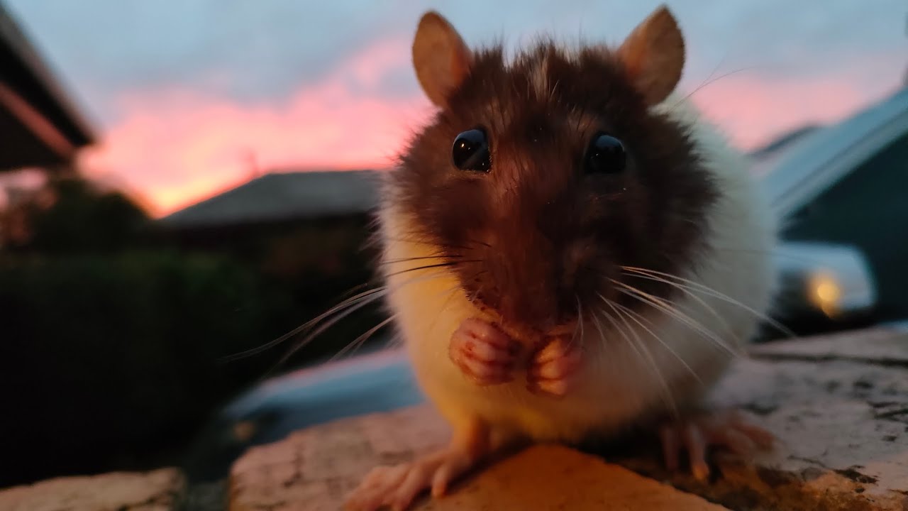Rat Photo Shoots Season 17 - YouTube