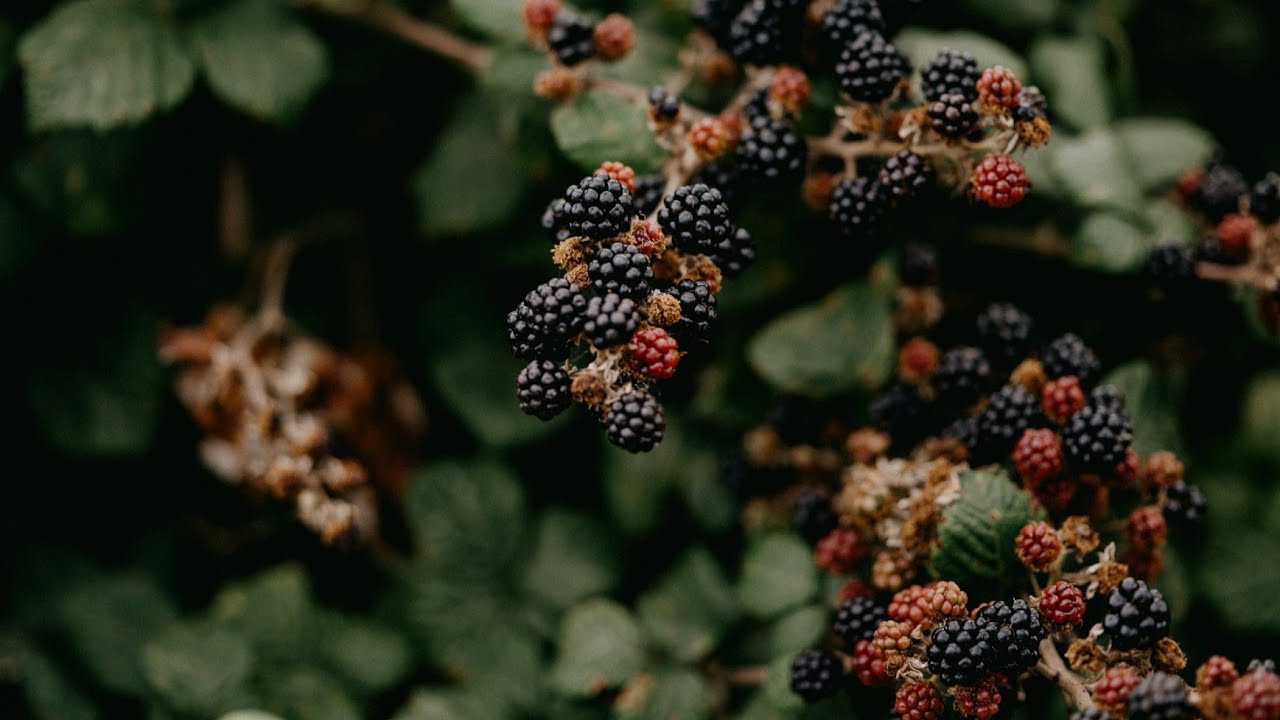 Reviewing the Marionberry | A Blackberry, Raspberry, Grape & Mulberry ...