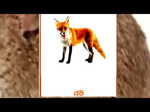 Animals names in Kannada | learning animals names in kannada - YouTube