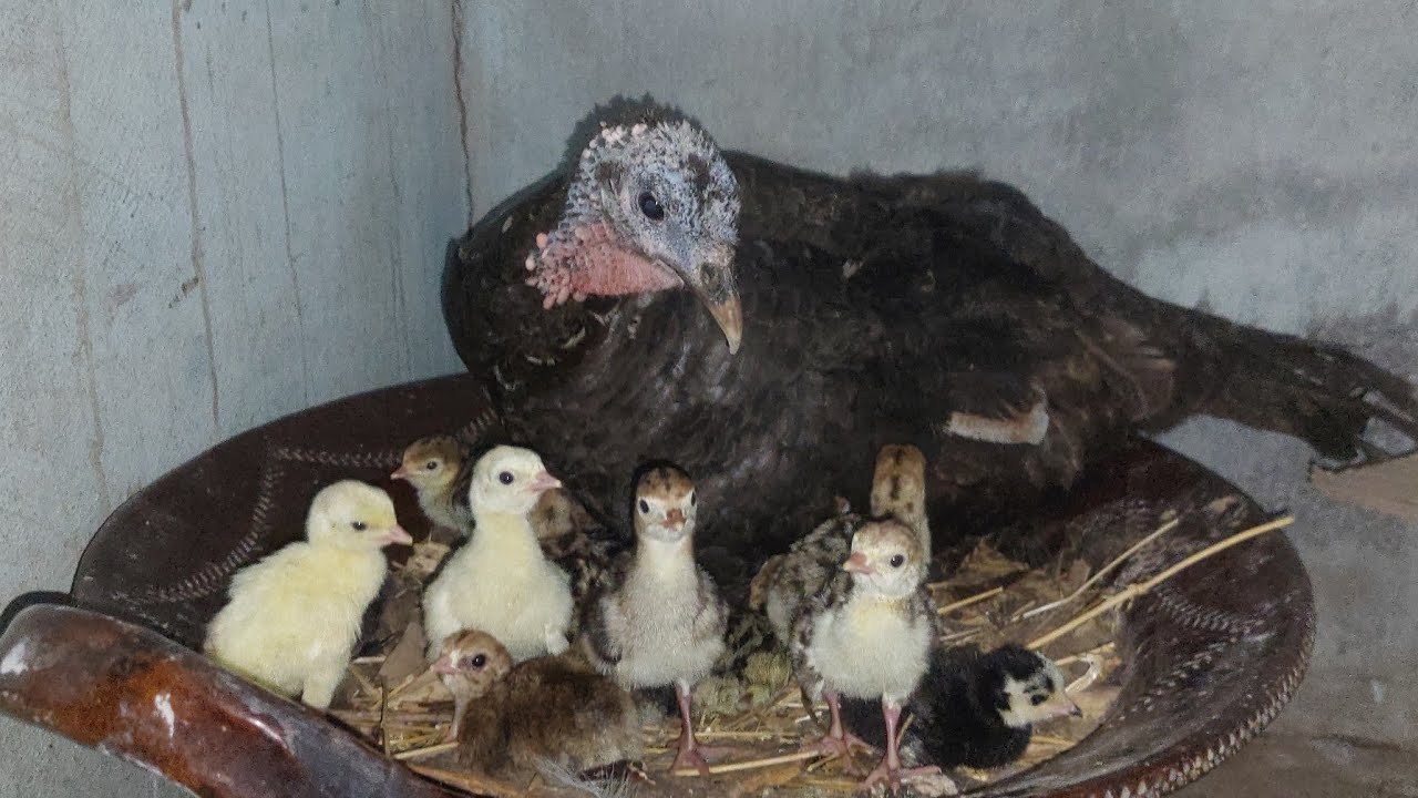 ️Nacieron más pavitos 🐣 / Se los muestro todos 😍/ Arreglamos el cuarto ...