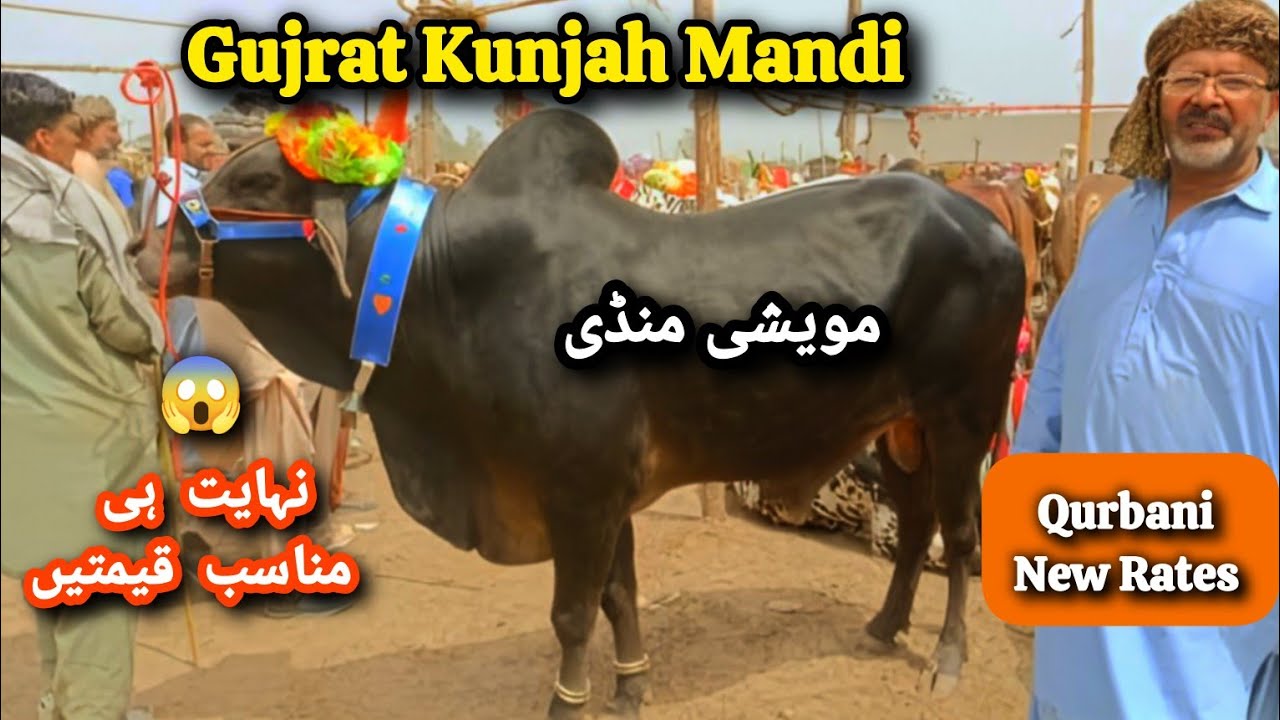 Kunjah mandi gujrat update|| bulls for qurbani 2025 ||bachron ke new ...