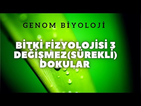 AYT BİYOLOJİ -BİTKİ FİZYOLOJİSİ 3 (ÖRTÜ DOKU) #2022YKSBİYOLOJİ