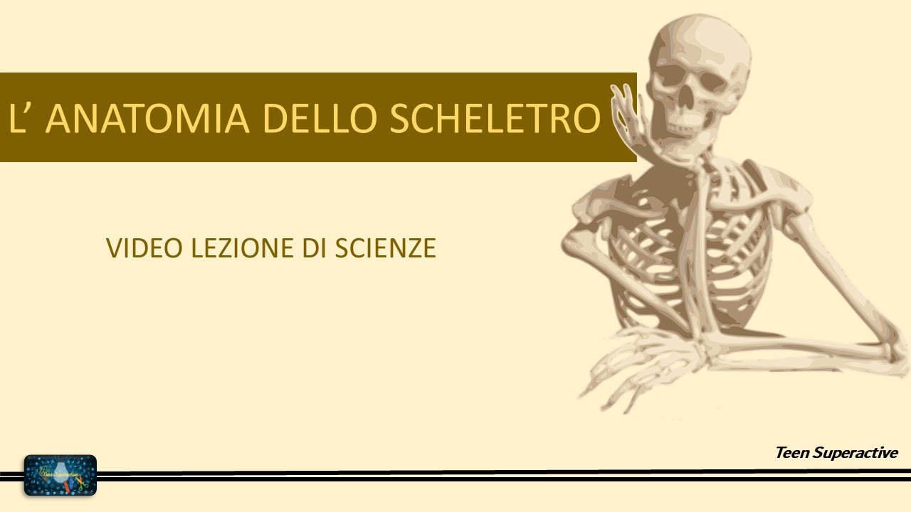 ANATOMIA DELLO SCHELETRO VIDEO LEZIONE - YouTube