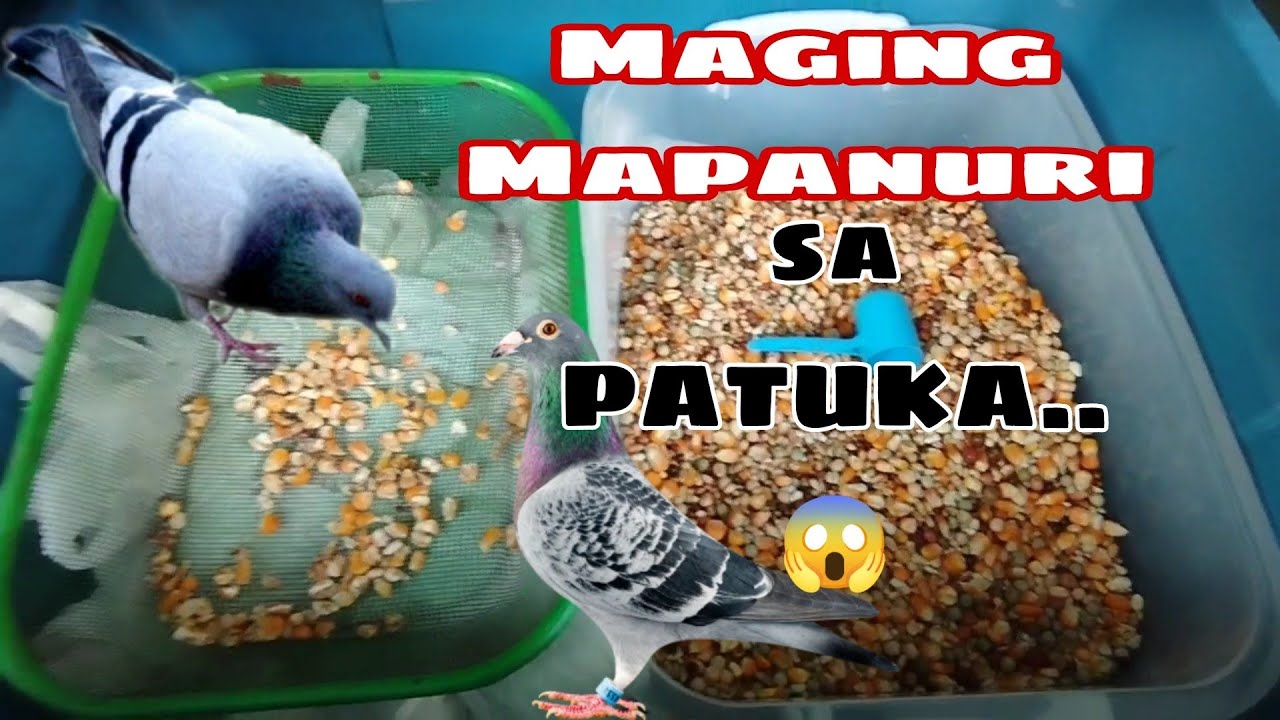 Maging Mapanuri sa Patuka ng Ating Mga Kalapati.. - YouTube