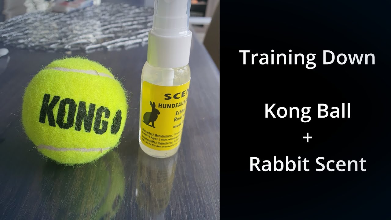 TRAINING HACK: DOWN + HASEN GERUCH / RABBIT SCENT - YouTube