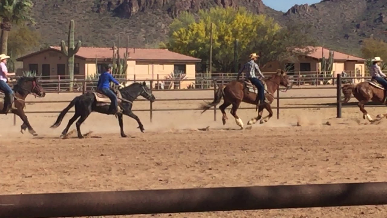 Team Penning at White Stallion Ranch - YouTube