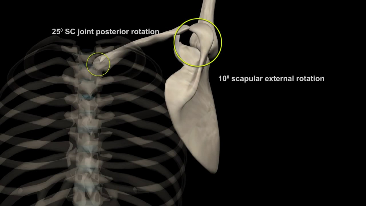 Anatomy of the arm movement. Abduction. Анатомия движения руки ...