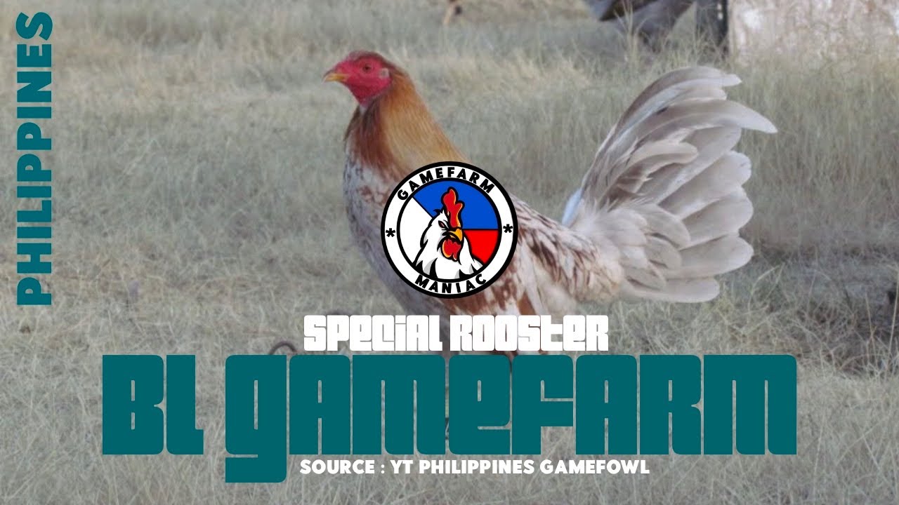 Special Rooster | BL Gamefarm - YouTube