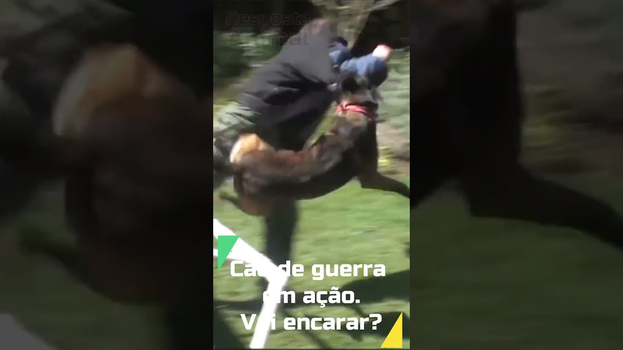 Cachorro, Cão de Guerra Ataque Brutal - Treinados para atacar - #shorts ...