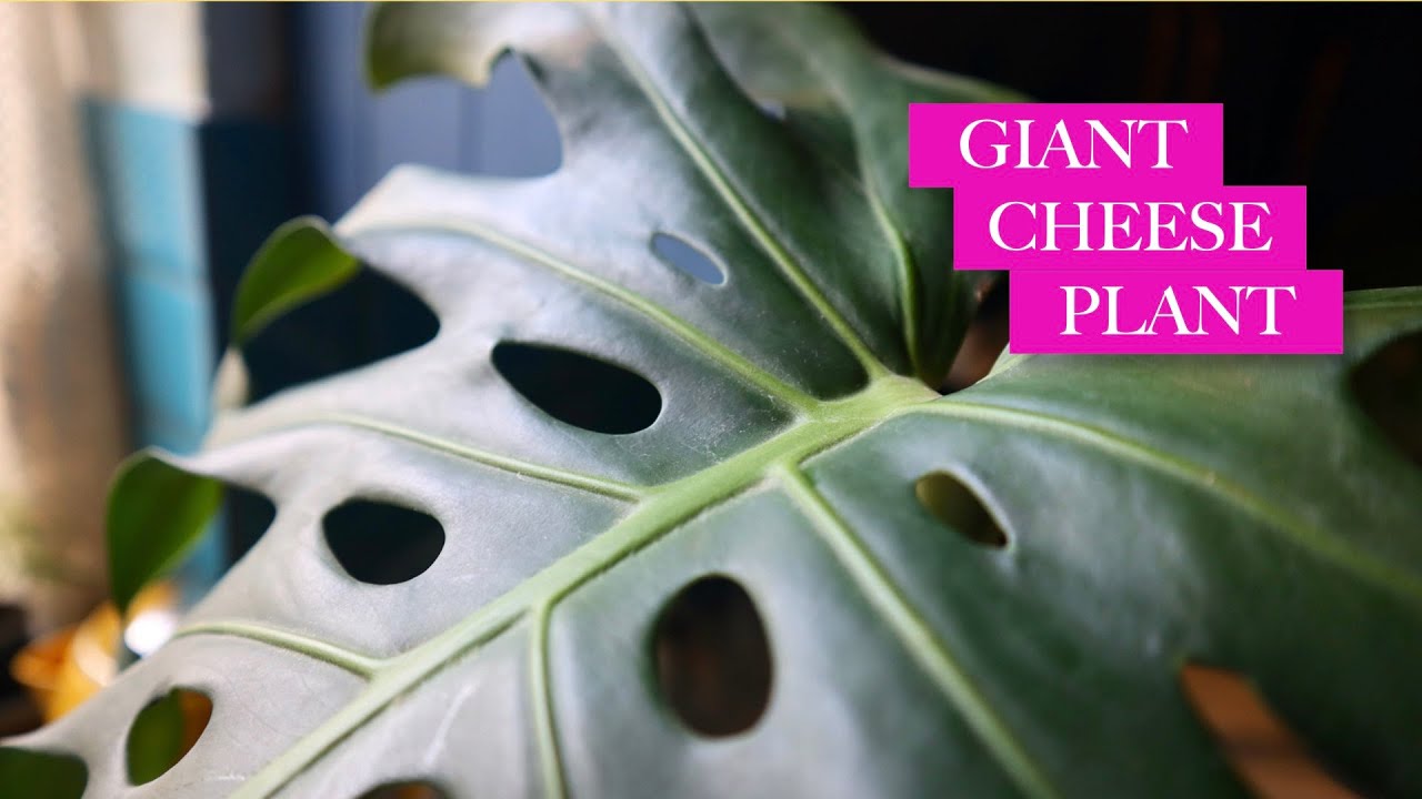 How To Giant Cheese Plant Propagate In Water And Soil - YouTube